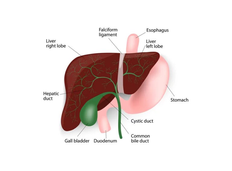 Liver and Gall Bladder Diseases - receive ayurveda consultation from ...
